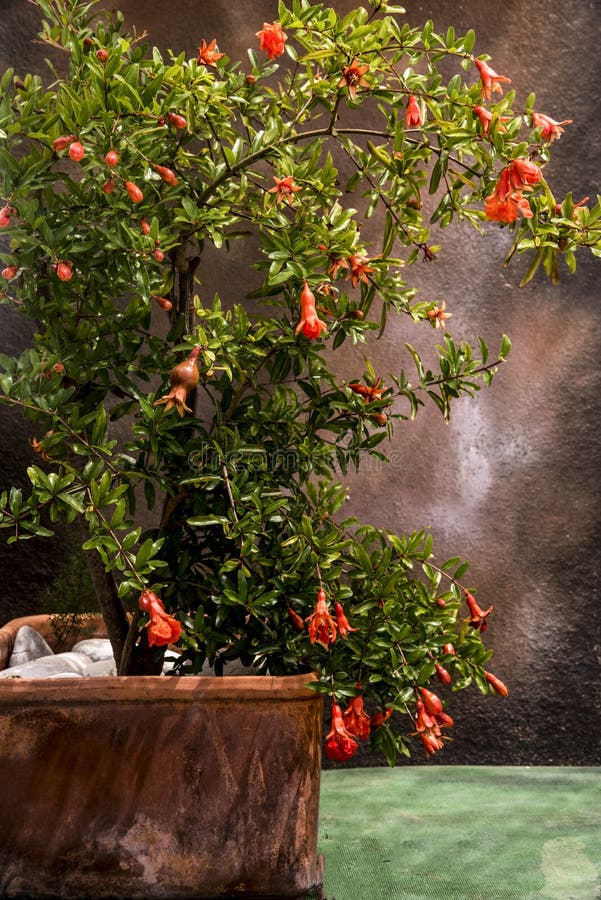 A Small Pomegranate with Raindrops Stock Image - Image of pomegranate ...