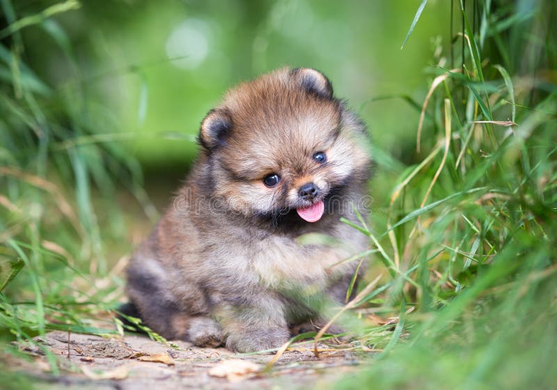 Small Fluffy Pomeranian Puppy Stock Image - Image of small, domestic ...