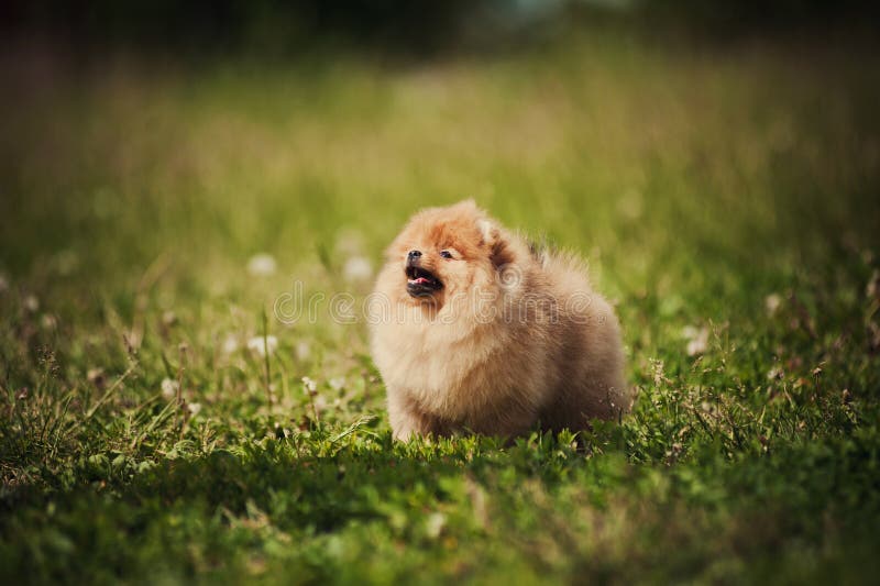 Small Pomeranian puppy stock image. Image of hound, beauty - 49270223