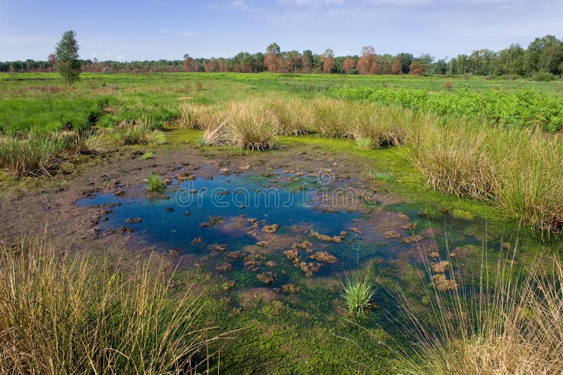 Small pond stock image. Image of flora, surface, environment - 20245861