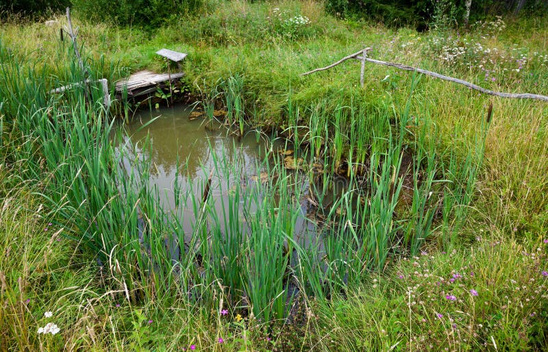 Small pond stock photo. Image of nature, landscape, grow - 23386872