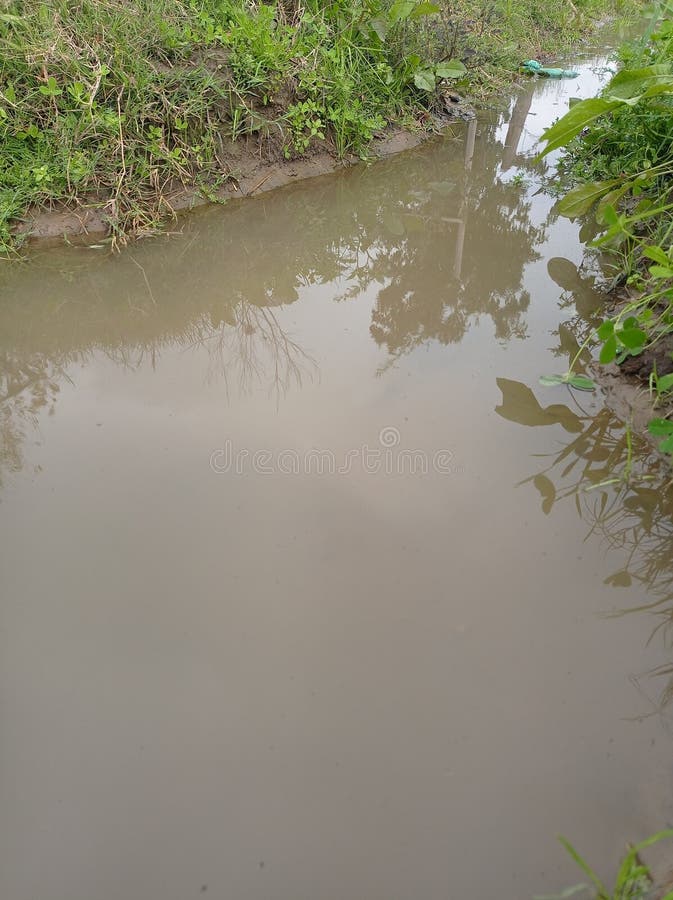 This is a small pond. stock image. Image of water, stream - 238464765