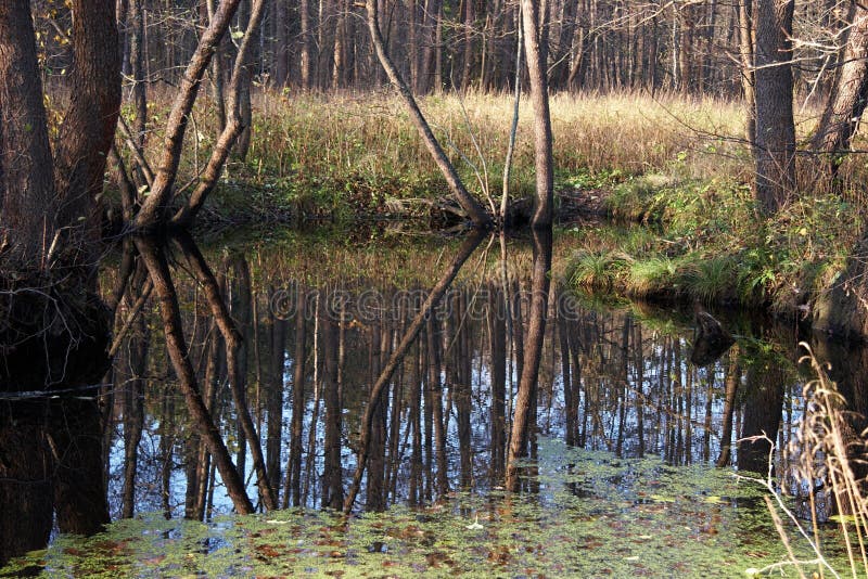 Idyllic Small Forest Pond Partly Covered with Duckweed Stock Photo ...
