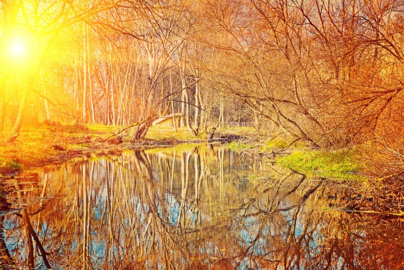 Small autumn oak tree stock photo. Image of autumn, green - 13262560