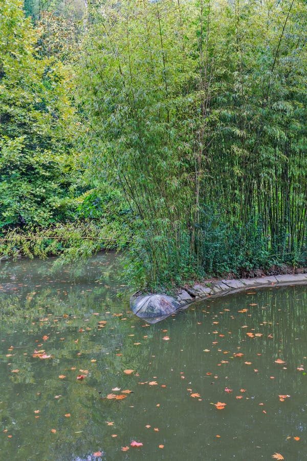 Small pond with bamboo stock image. Image of exotic, asia - 60231765