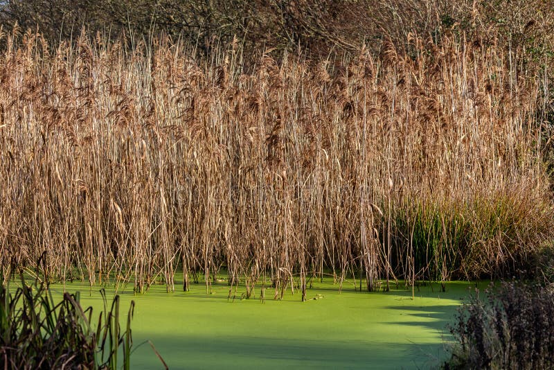 1,356 Golden Algae Algae Stock Photos - Free & Royalty-Free Stock ...