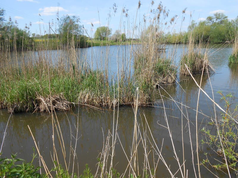 Of a Small Pond in a Cozy Town in the Middle of Which is a Fishing ...