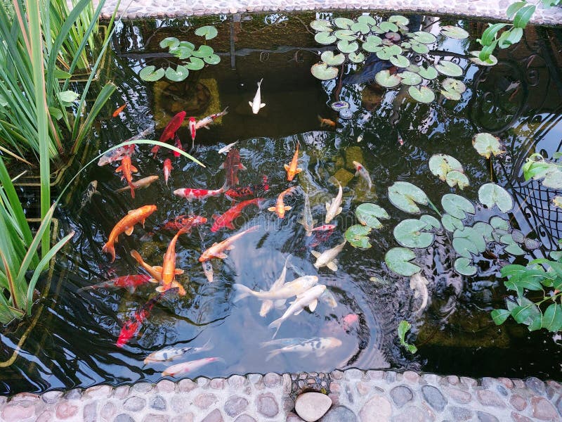 Small Pond with Decorative Carp. Colorful Fish in the Pond Stock Photo ...