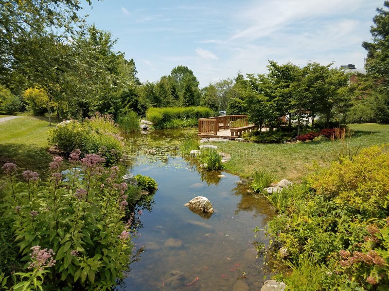 Small Pond with Flowers and Wood Observation Platform and Duck Stock ...