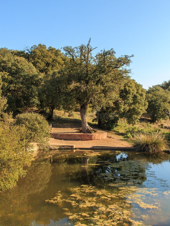The Small Pond at the Foot of a Large Tree Stock Image - Image of ...