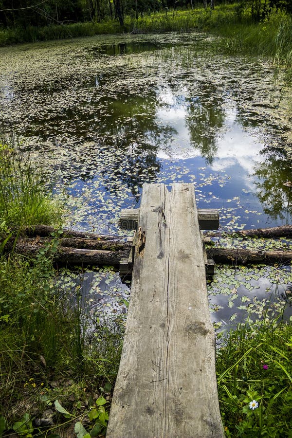 Small pond in forest stock image. Image of trees, forest - 187831911