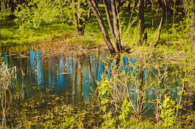 Small Pond in the Forest and Reflections of the Tree on the Surface of ...