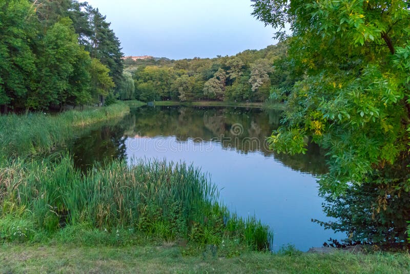 A Small Pond in the Forest with a Shiny Surface of Water, Which ...