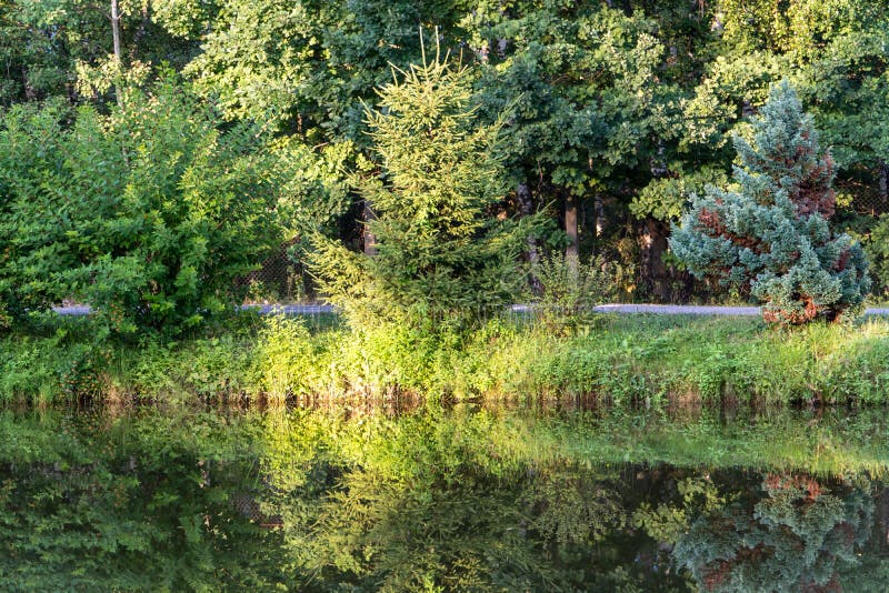 A Small Pond in the Forest, Trees are Reflected in the Water. Rays of ...
