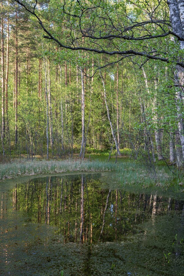 Small pond in a forest stock photo. Image of seasonal - 96053740
