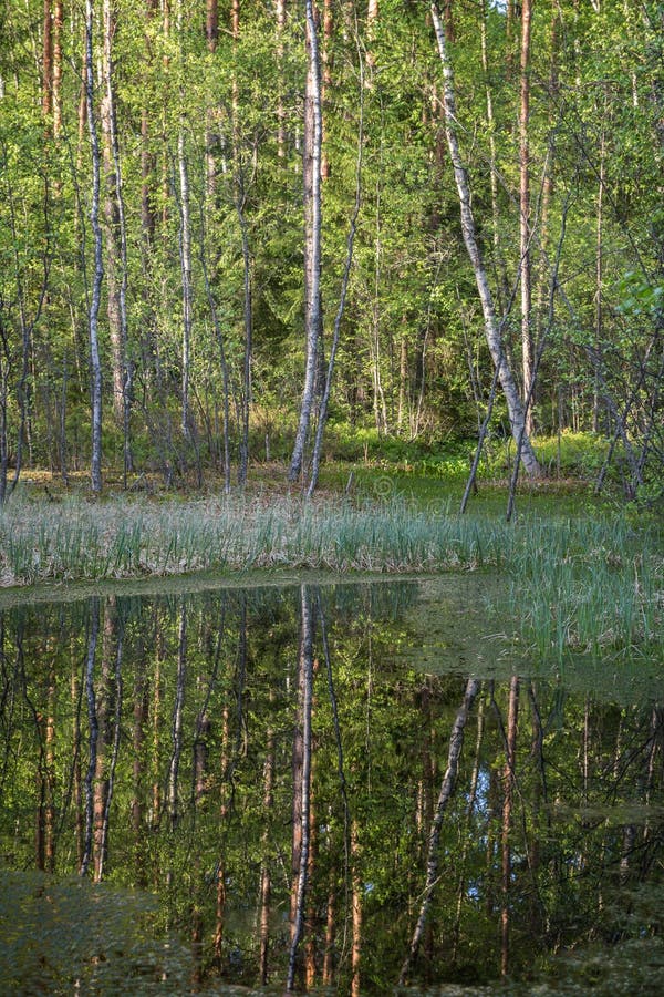 Small pond in a forest stock photo. Image of forest, summer - 96053778