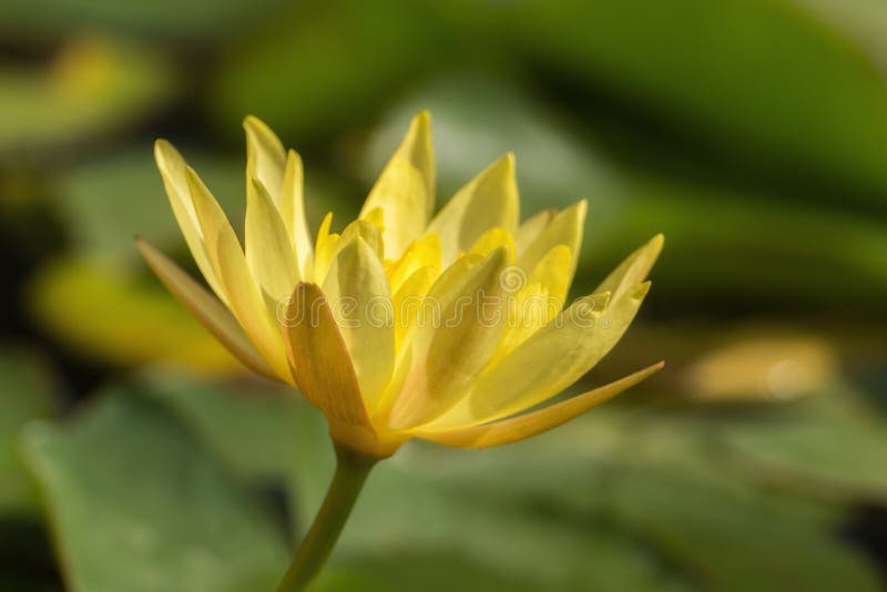A Small Pond Full of Water Lilies Stock Photo - Image of field, botany ...