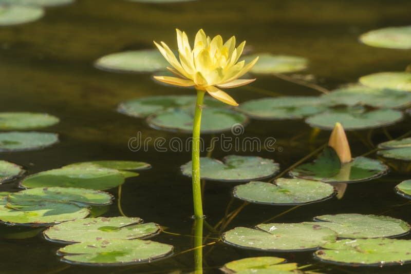 A Small Pond Full of Water Lilies Stock Image - Image of depth ...
