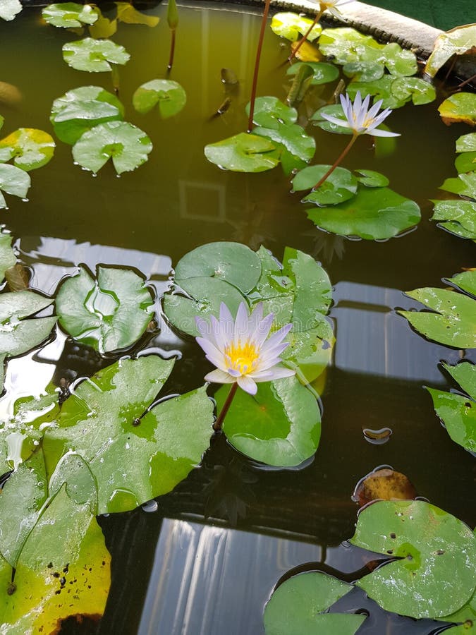 A Small Pond with Lotus Flower Blooms Well Stock Photo - Image of ...