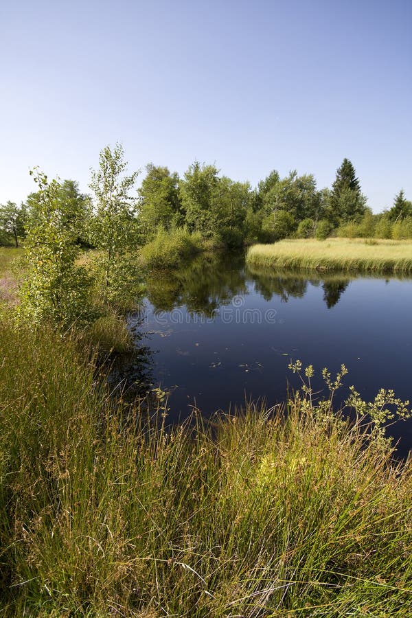 Small pond in the marsh stock photo. Image of marsh, summer - 3031620