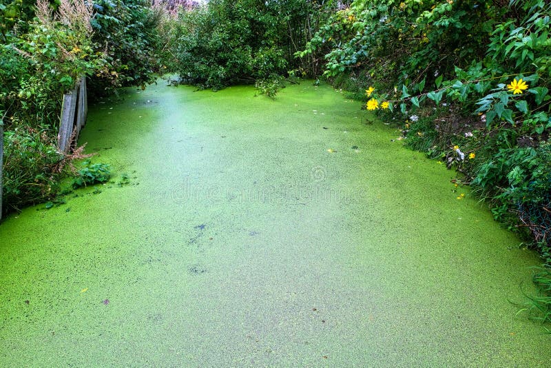 Small Pond with Marsh Grass Stock Image - Image of pretty, wetland ...