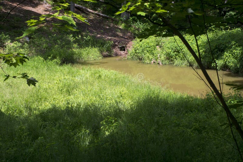 Small pond in a meadow stock image. Image of meadow - 118453119