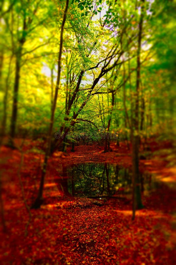 A Small Pond in the Middle of the Forest Stock Image - Image of small ...