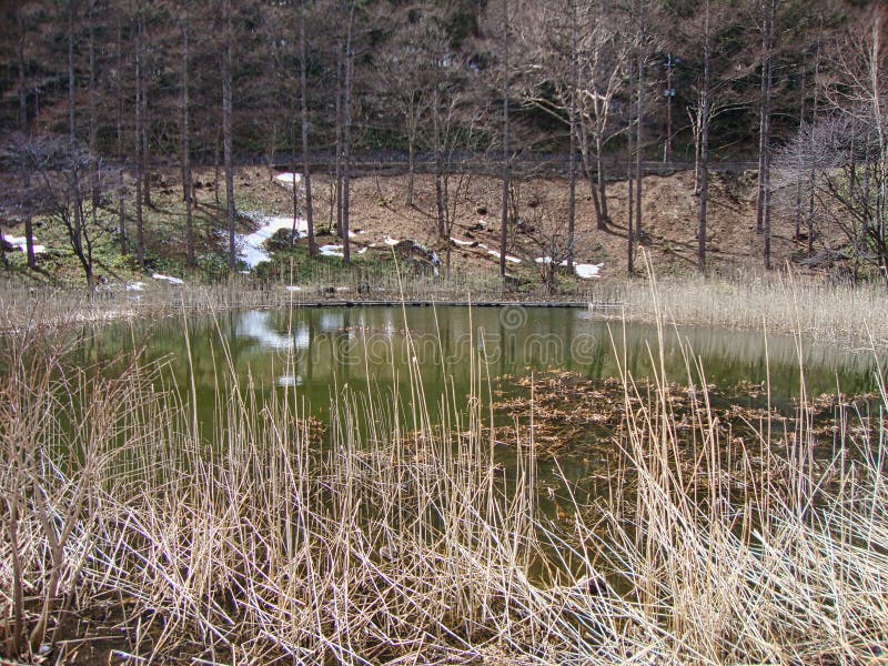 A small pond in a park stock image. Image of plant, nature - 141658611