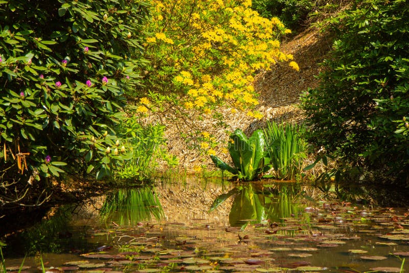 A Small Pond in a Park Surrounded by Bushes Stock Photo - Image of pond ...