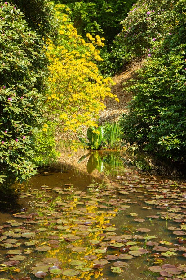 A Small Pond in a Park Surrounded by Bushes Stock Image - Image of lake ...