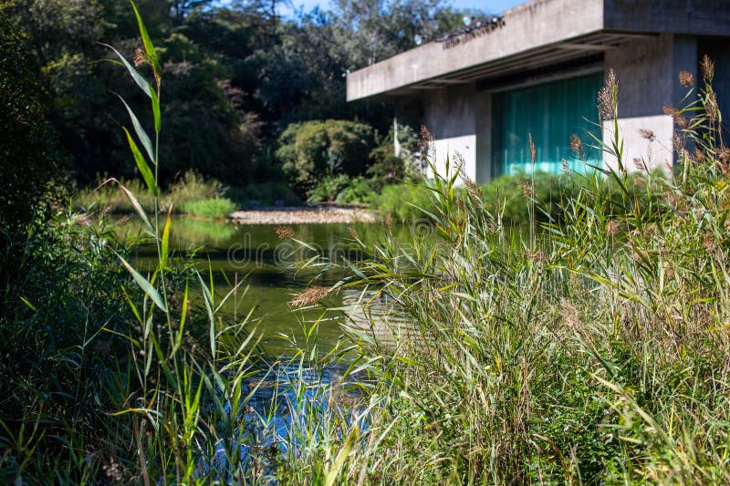 Small Pond with Reeds in Front of a Building in the Countryside Stock ...