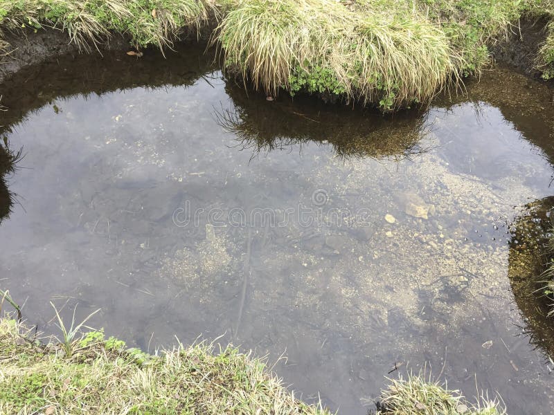 A small pond on a field stock photo. Image of vision - 174957360