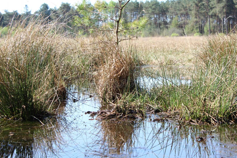Small Pond stock photo. Image of nature, blue, tree - 114916090