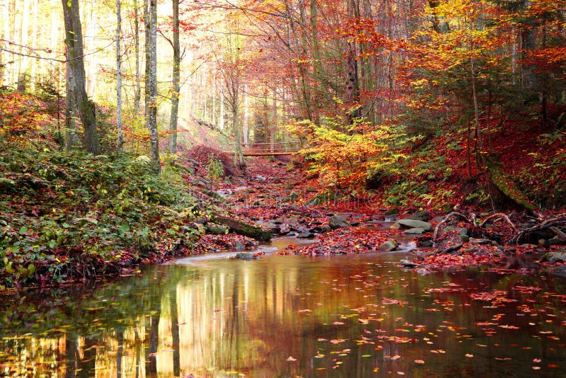 A Small Pond on the Stream in the Autumn Forest Stock Photo - Image of ...