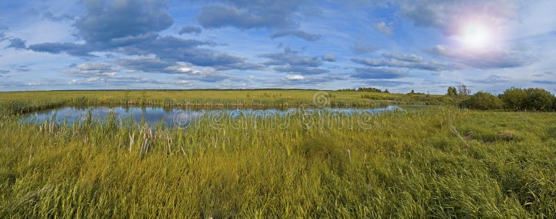 Small Pond and Swamp | Panorama Stock Photo - Image of season, plant ...