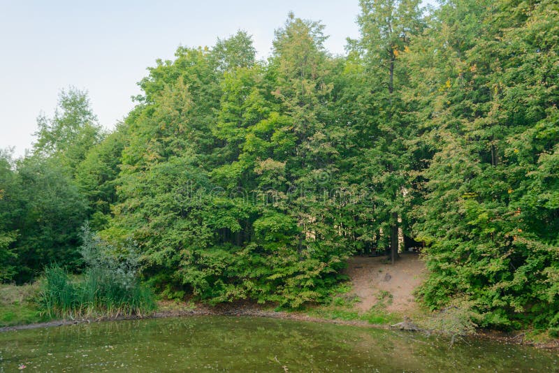 Small Pond with Trees on the Banks Stock Image - Image of trees, rural ...