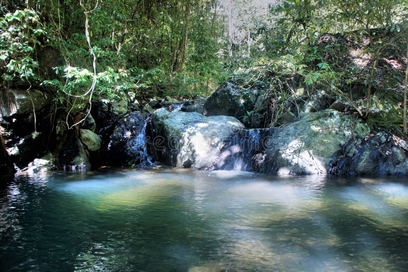 Tropical jungle with pond. stock image. Image of nature - 1705441