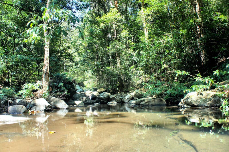 Small Pond in the Tropical Jungle . Palawan Island . Stock Photo ...