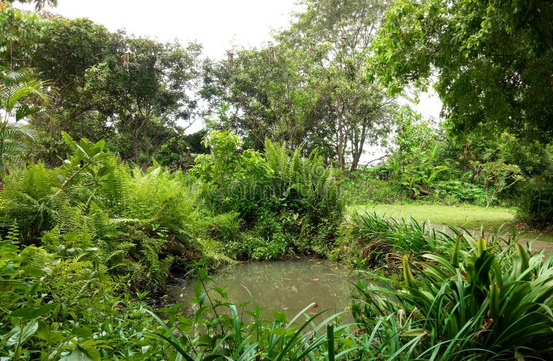 The Small Pond in the Tropical Rainforest of West Java, Indonesia Stock ...