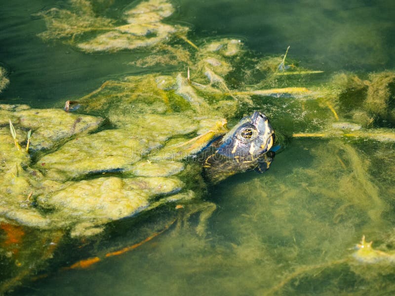Turtle head stock photo. Image of fish, creature, shell - 143515012