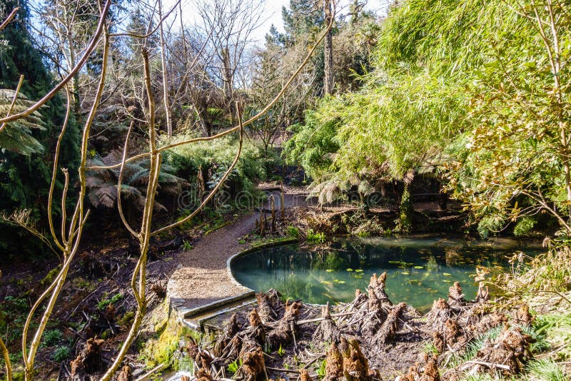 A Small Pond Under the Tree Branches Stock Photo - Image of tree, view ...
