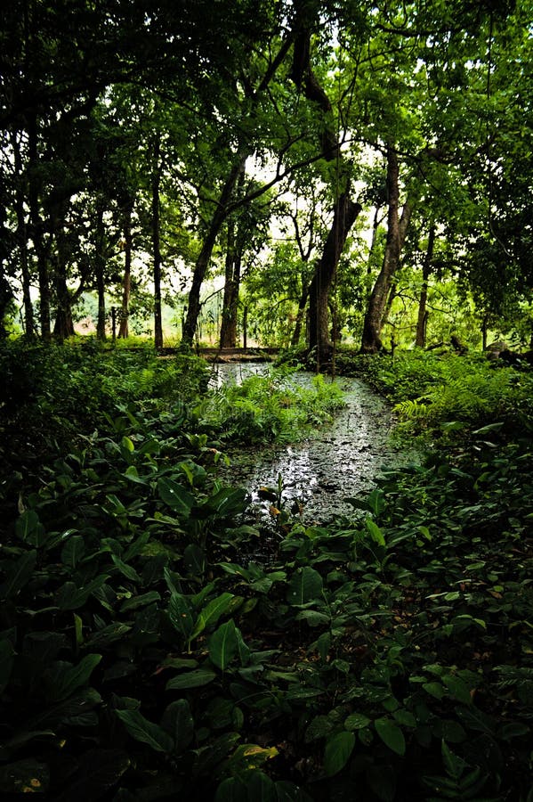 A Small Pond Under the Trees Stock Photo - Image of water, forest ...