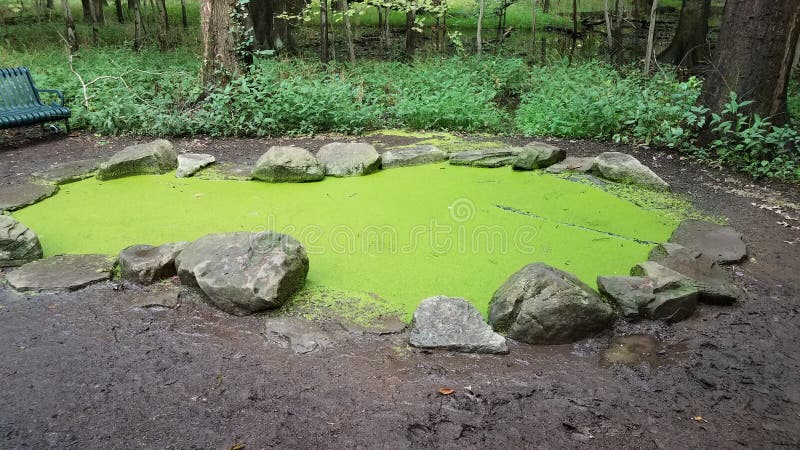 Small Pond with Water and Green Plants Stock Image - Image of flora ...