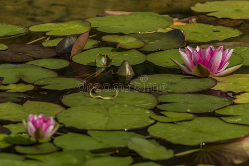 Small Pond with Water Lily and Green Grass Stock Image - Image of ...