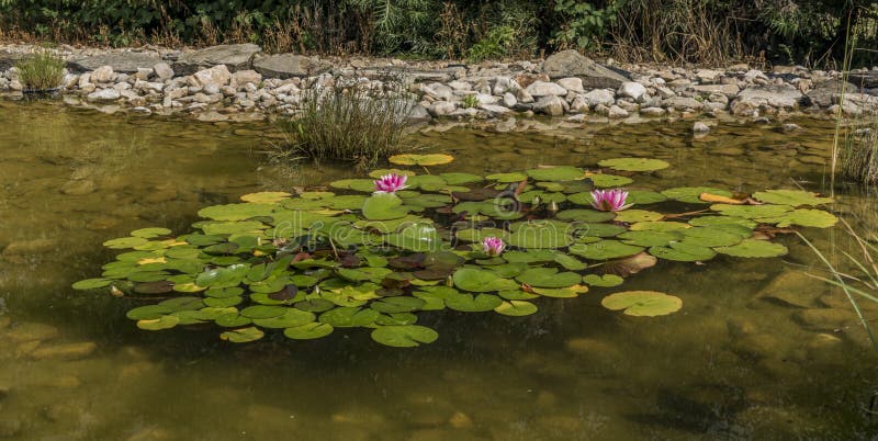Small Pond with Water Lily and Green Grass Stock Image - Image of petal ...