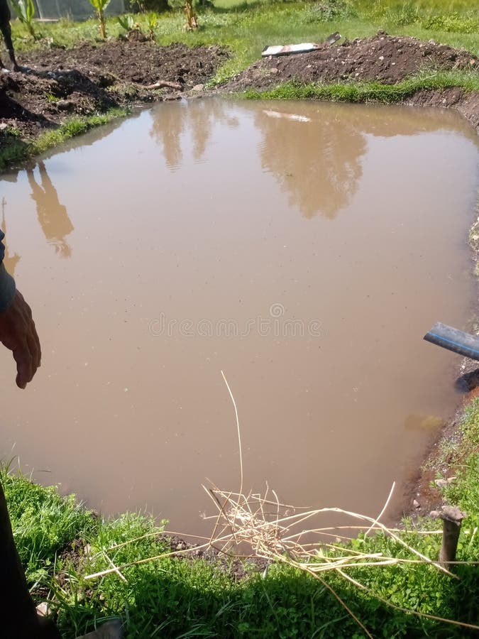 Small Pond or Water Nature Poor Country Stock Photo - Image of nature ...