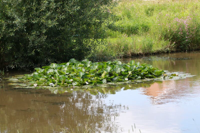 Pond life stock image. Image of flowers, green, fields - 154941621