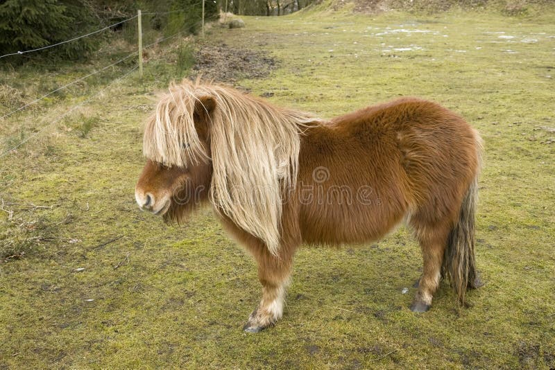 Small Pony stock image. Image of denmark, head, green - 9294583