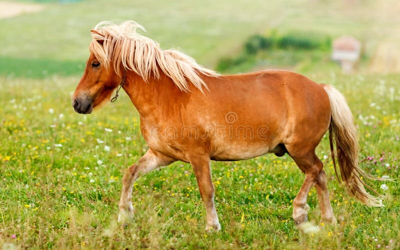Small Pony Horse (Equus Ferus Caballus) Stock Image - Image of mammal ...