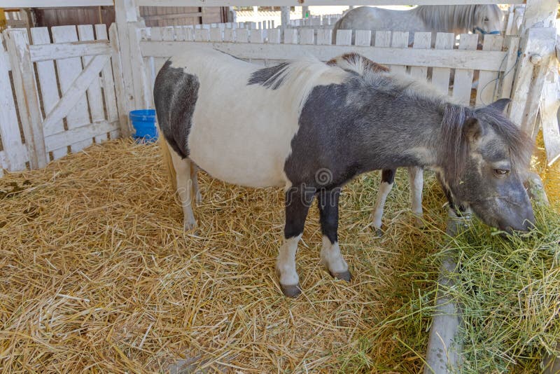 Pony Horse Stable stock photo. Image of farming, grass - 236595646